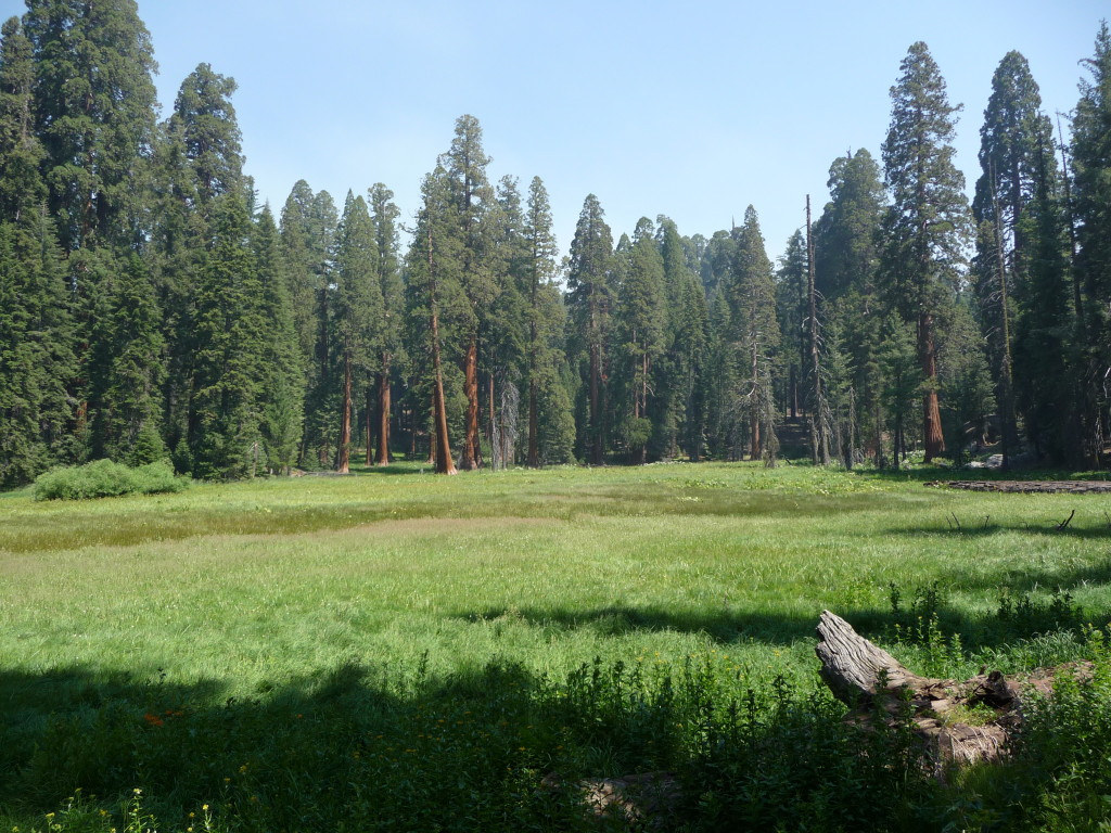 Travel – Sequoia National Park, CA | The Enchanted Manor