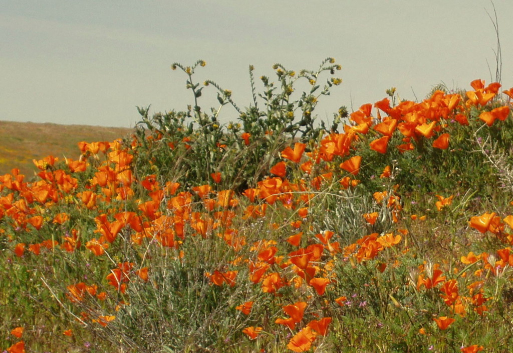 Antelope Valley California Poppy Reserve | The Enchanted Manor